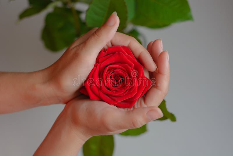 Red Rose in the Woman`s Hands. Stock Photo - Image of woman, hand ...