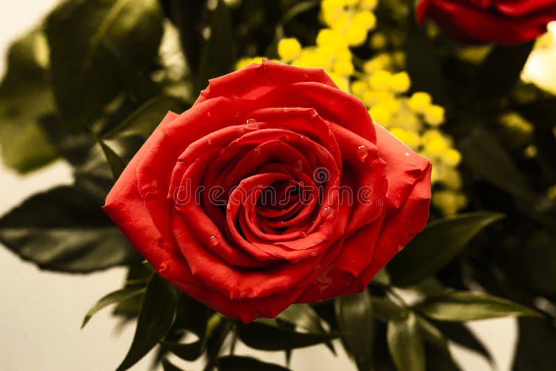 Red rose for women`s day stock photo. Image of gardening - 141761386