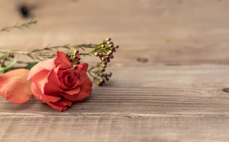 Rose on Wood BW stock image. Image of pretty, attractive - 448901