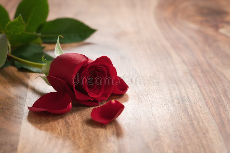 Red Rose on Wood Table with Copy Space Stock Image - Image of gift ...