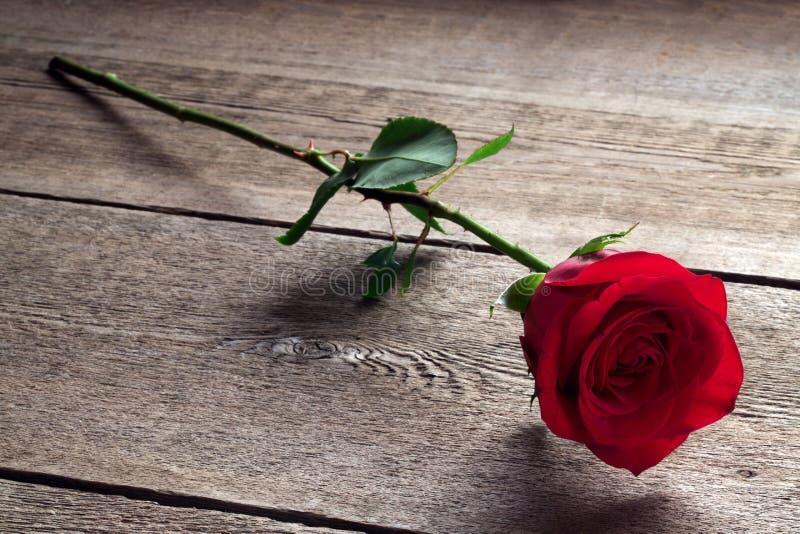 Red rose on a wooden table stock photo. Image of single - 102353472
