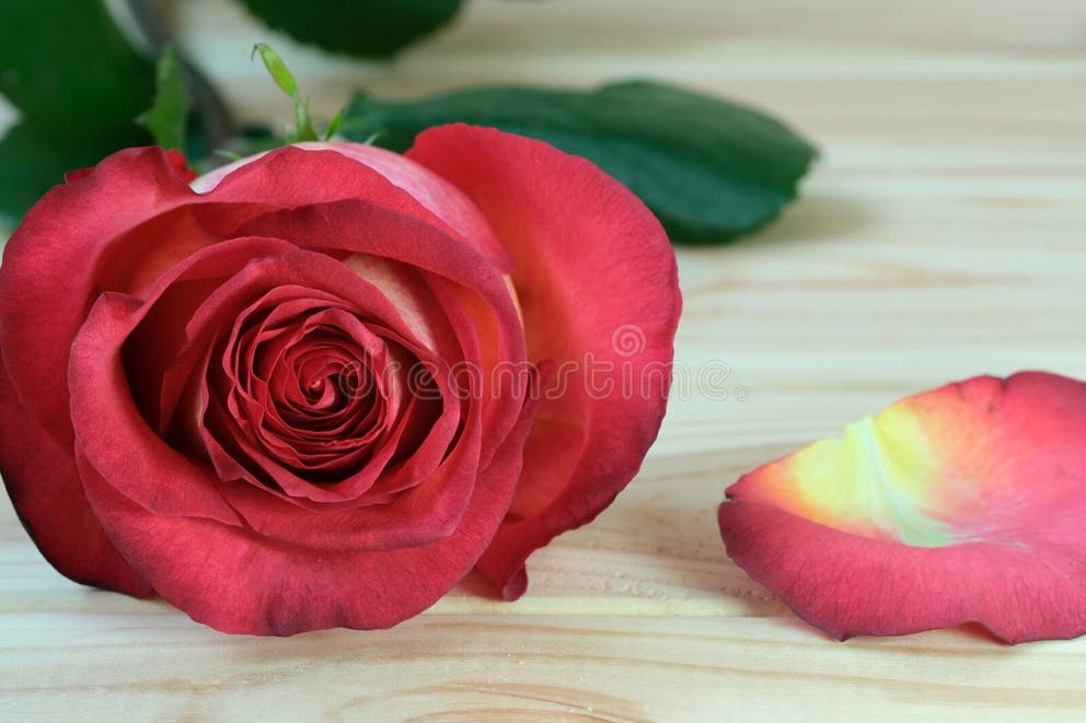 Red rose on wooden table stock photo. Image of beautiful - 319148998