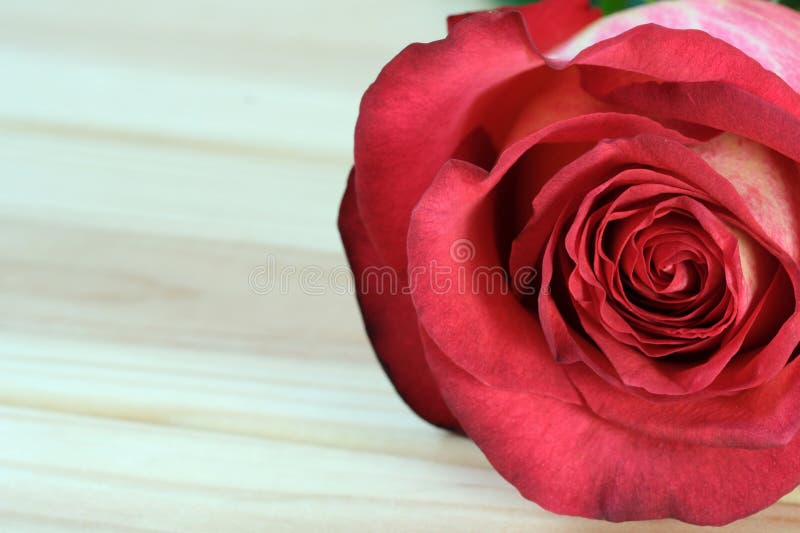 Red rose on wooden table stock photo. Image of plant - 319149002