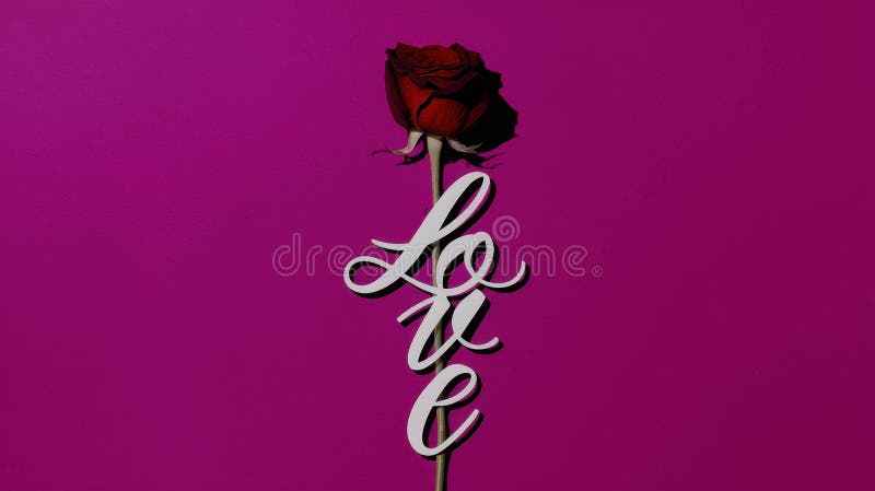 Red Rose with the Word LOVE Written in Cursive Letters Stock ...