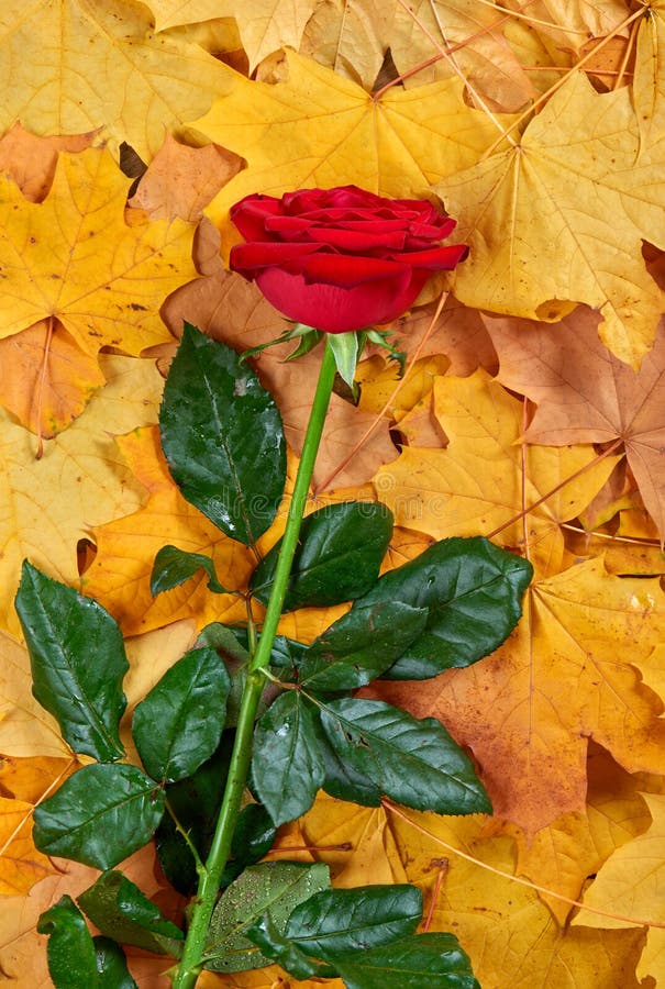 Red Rose on Yellow Autumn Leaves Background Stock Photo - Image of ...