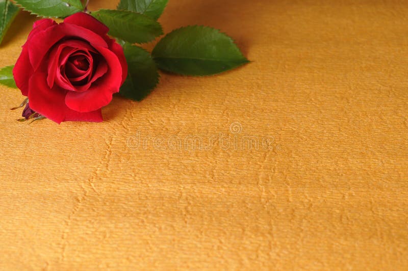 Red Rose on a Yellow Background Stock Photo - Image of space, table ...