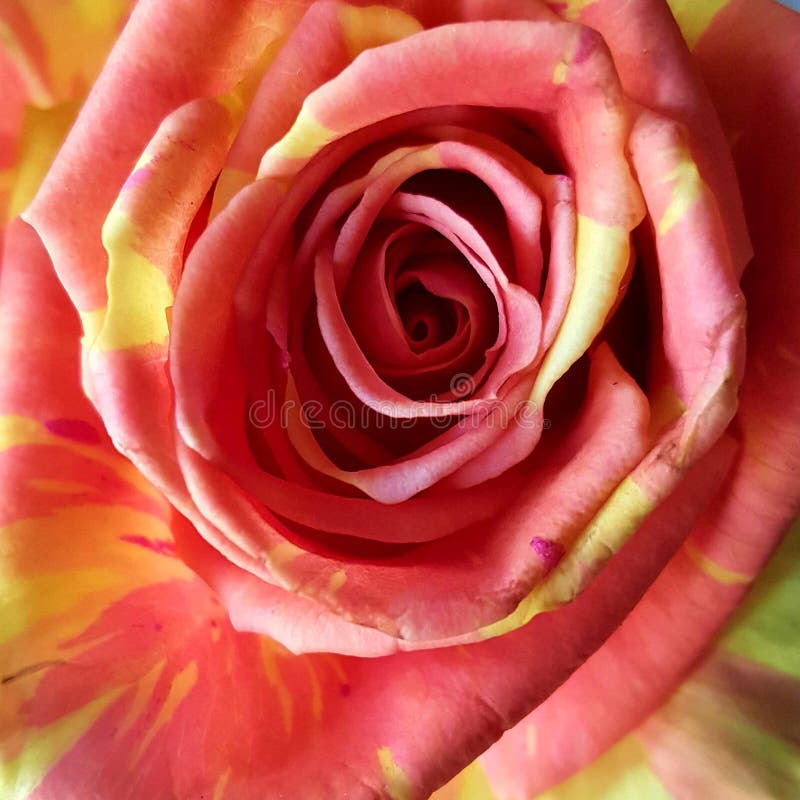 Red rose stock photo. Image of redrose, heart, color - 91353370