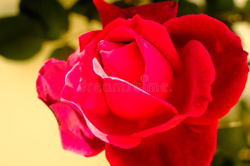 Red Rose for you stock photo. Image of garden, gift - 137532602
