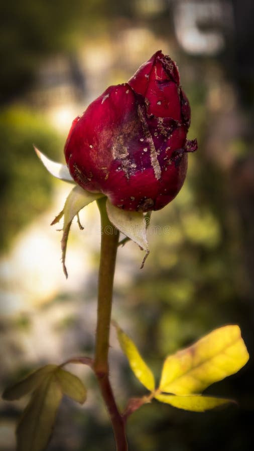Red Rosebud in Garden stock photo. Image of helipterum - 169216434