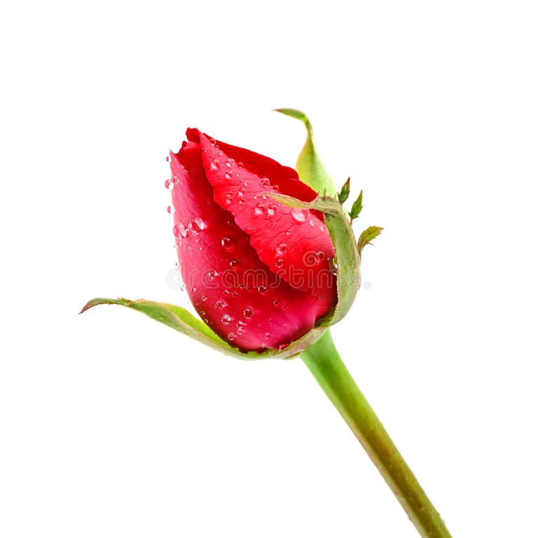 5,167 Rosebud White Background Stock Photos - Free & Royalty-Free Stock ...