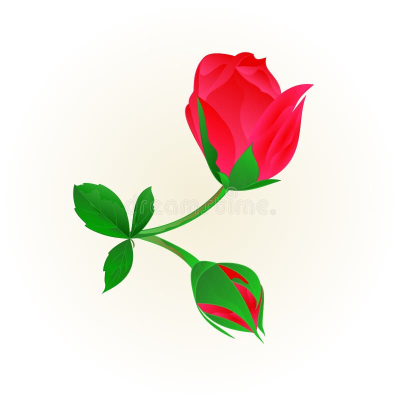 Red Rosebud Stem with Leaves and Blossoms Vintage Vector Illustration ...
