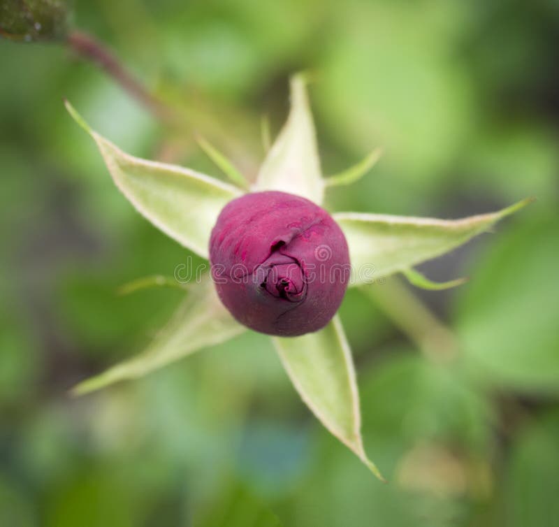 Red Rosebud Top View stock photo. Image of flower, valentines - 101398800