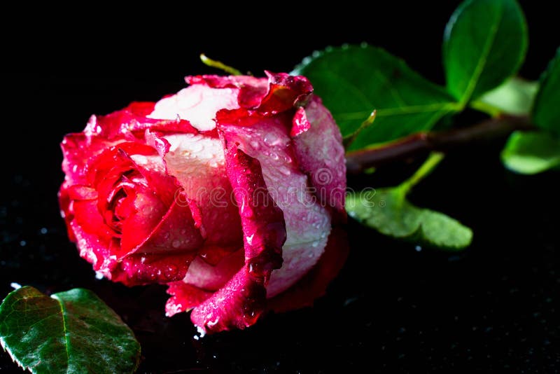 Red Rosebuds on a Black Table with Water Drops Stock Image - Image of ...