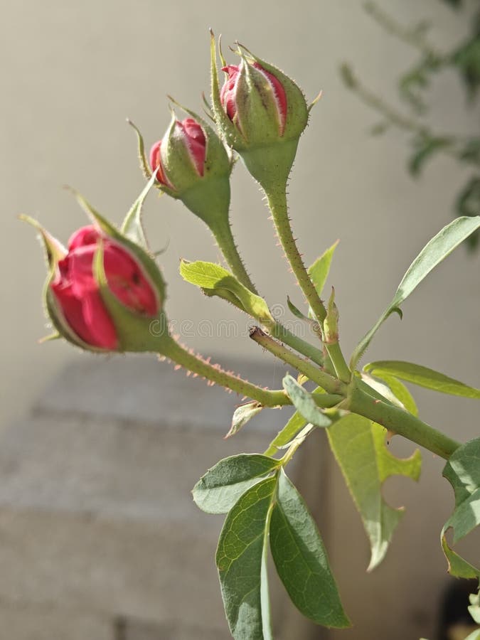 Red Rosebuds on Stem in Sunlight Stock Photo - Image of stem ...