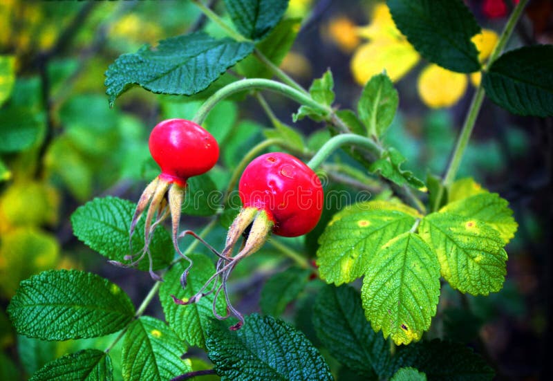 Red rosehip berries stock photo. Image of food, flora - 138264062