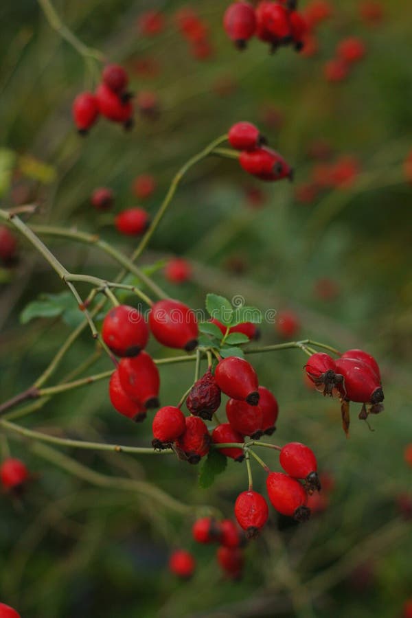 Red Rosehip Berries on a Branch Stock Image - Image of fresh, macro ...