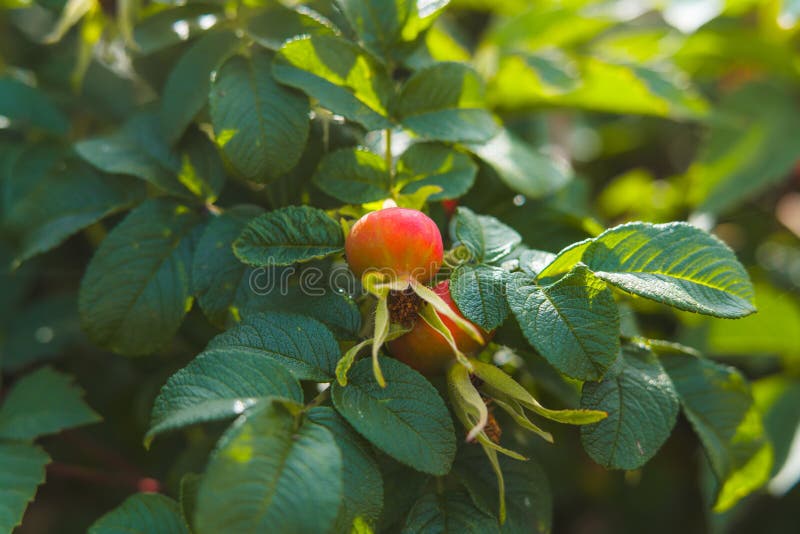Rosehip Berries Rosa Canina Isolated on White Background Stock Image ...