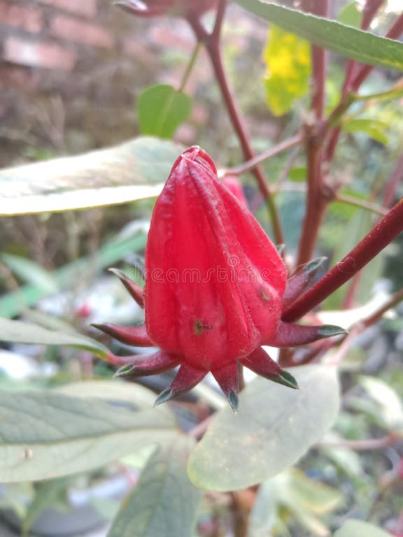 Red Rosella Flower stock image. Image of garden, beautiful - 322192907