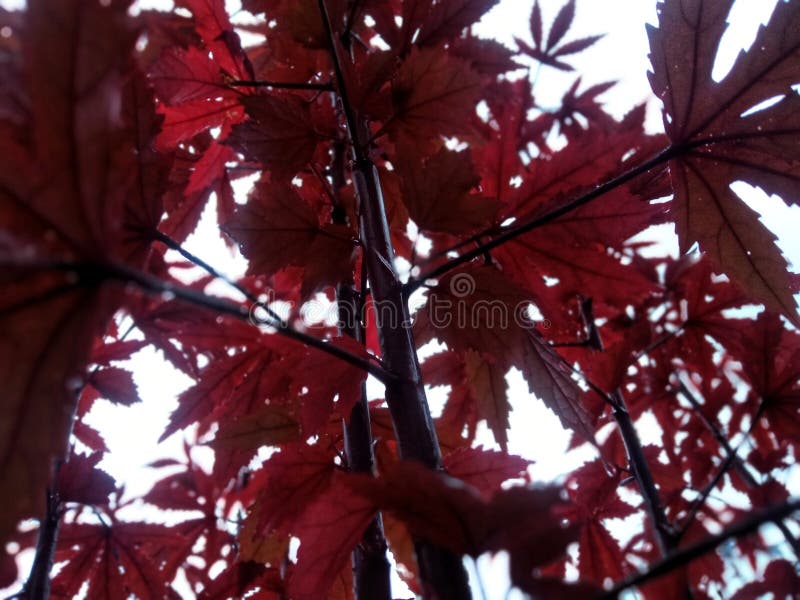 Red rosella tree stock image. Image of tree, rosella - 358725373