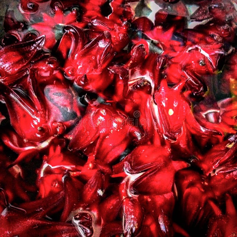 Red Roselle in Clear Water. Stock Photo - Image of leaves, hibiscus ...