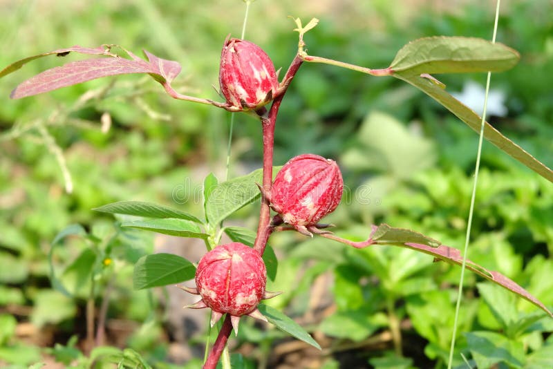 Red Roselle stock image. Image of roselle, background - 70589525