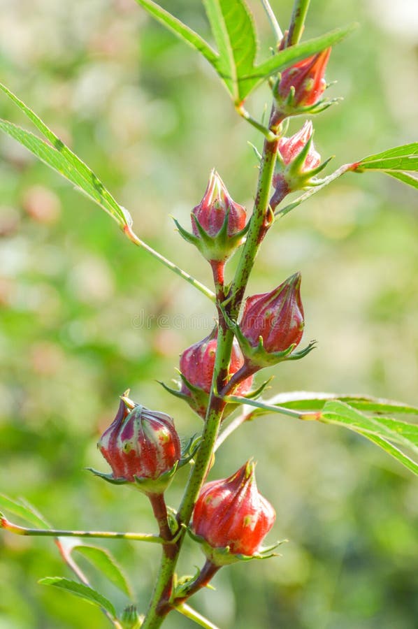 Dry red roselle flower stock photo. Image of hibiscus - 109638150