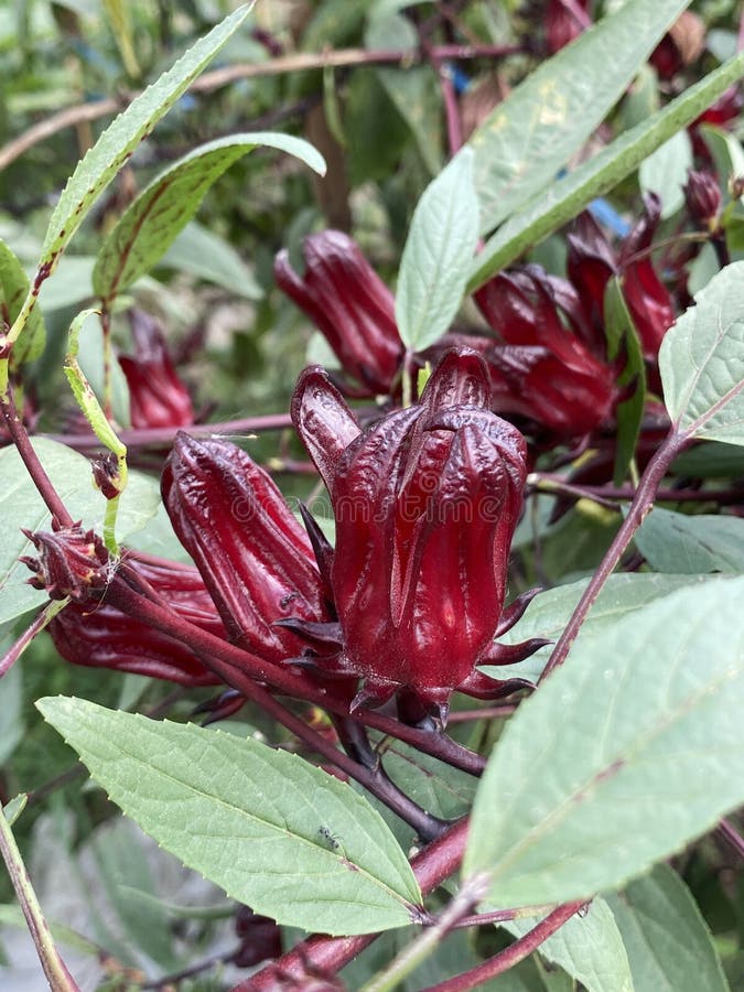 Red Roselle Flower of the Plant in the Garden Stock Image - Image of ...