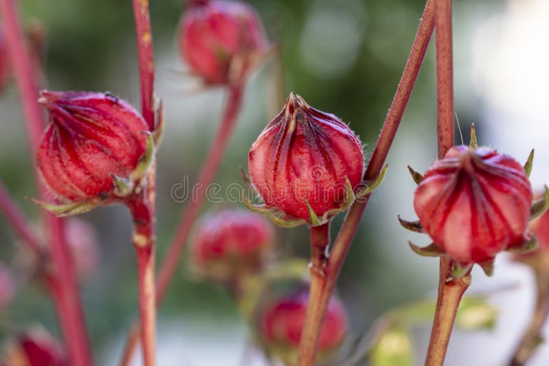 Red Roselle Fruit in the Nature Background Stock Photo - Image of ...