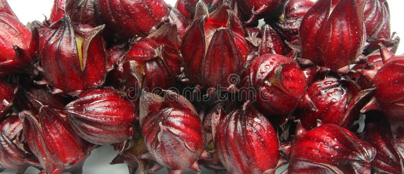 Red Roselle Fruits stock photo. Image of dried, leaves - 38259148