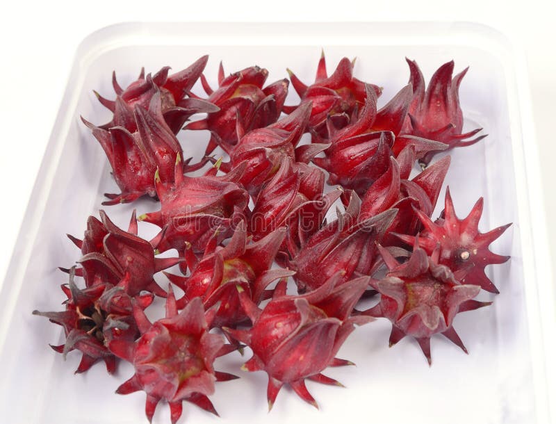 Red roselle. stock image. Image of plants, nature, herb - 36962265