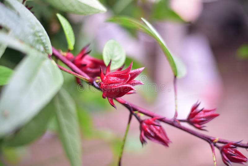 Red Roselle on Trees in Nature Stock Photo - Image of nature, bloom ...