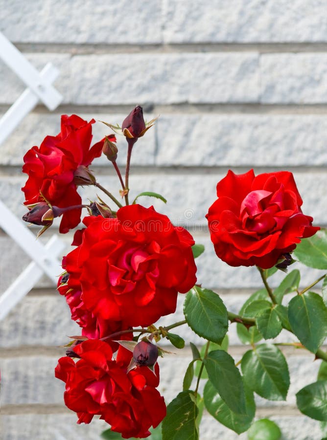 Red Rose Trellis stock image. Image of blossom, graceful - 964729