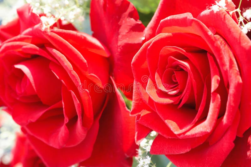 Red roses stock photo. Image of bouquet, rose, pink, leaves - 12807244
