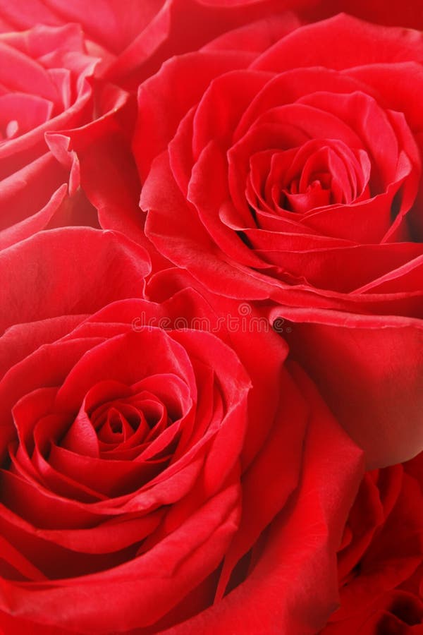 Red roses stock image. Image of proposal, engagement, scent - 1377563