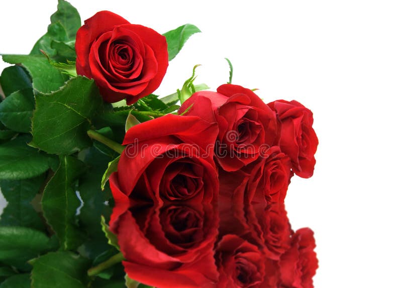Bouquet of roses stock image. Image of beauty, floral - 22871965