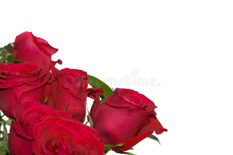 19,367 Horizontal Roses Stock Photos - Free & Royalty-Free Stock Photos ...