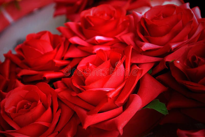 Red roses stock photo. Image of flourish, springtime - 13614108