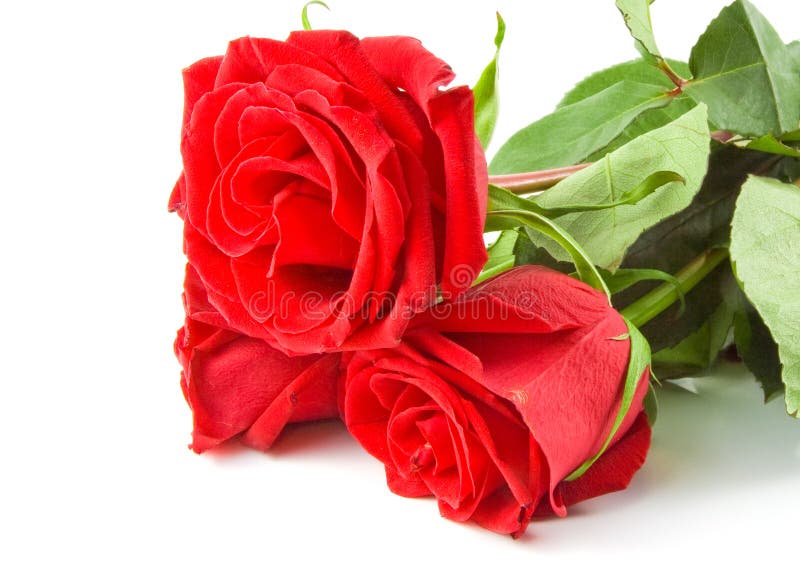 Two red roses stock photo. Image of lovers, affection - 1973146