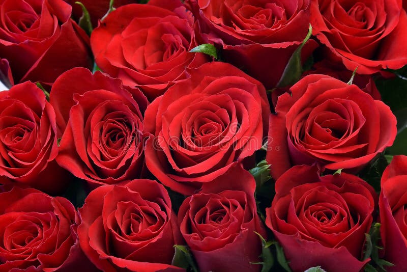 Red roses stock image. Image of spring, summer, garden - 14304387