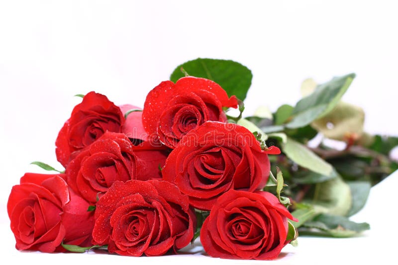 Red Rose and Baby S Breath Bouquet Stock Photo - Image of clear ...