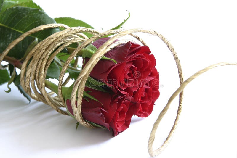 Red roses stock photo. Image of posy, flower, white, valentines - 1776352