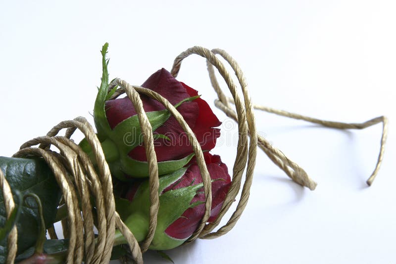 Red roses stock photo. Image of romantic, white, petal - 1776366