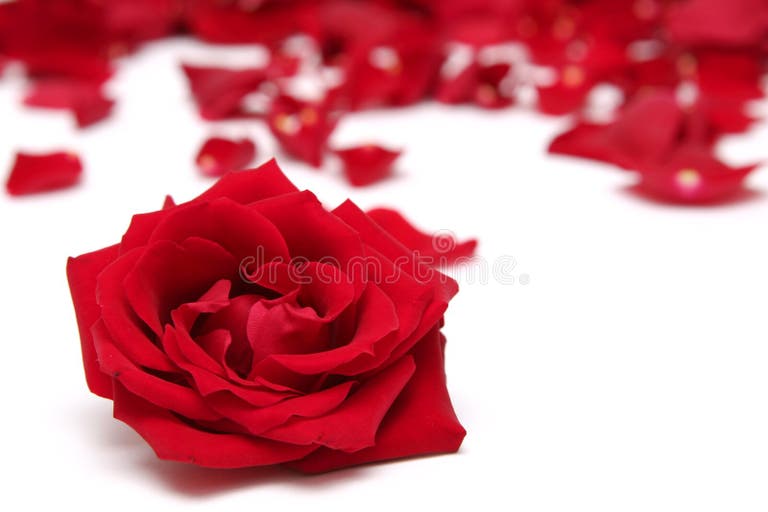 1,220 Beautiful Real Red Roses Background Stock Photos - Free & Royalty ...