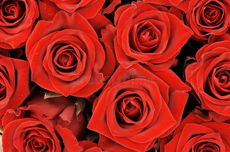 Red roses 2 stock photo. Image of floral, favourites, bunch - 2082074