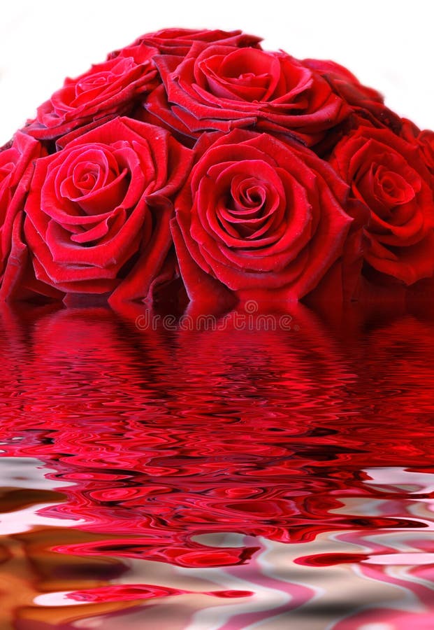 Pink roses in flood stock image. Image of flower, beauty - 6503169