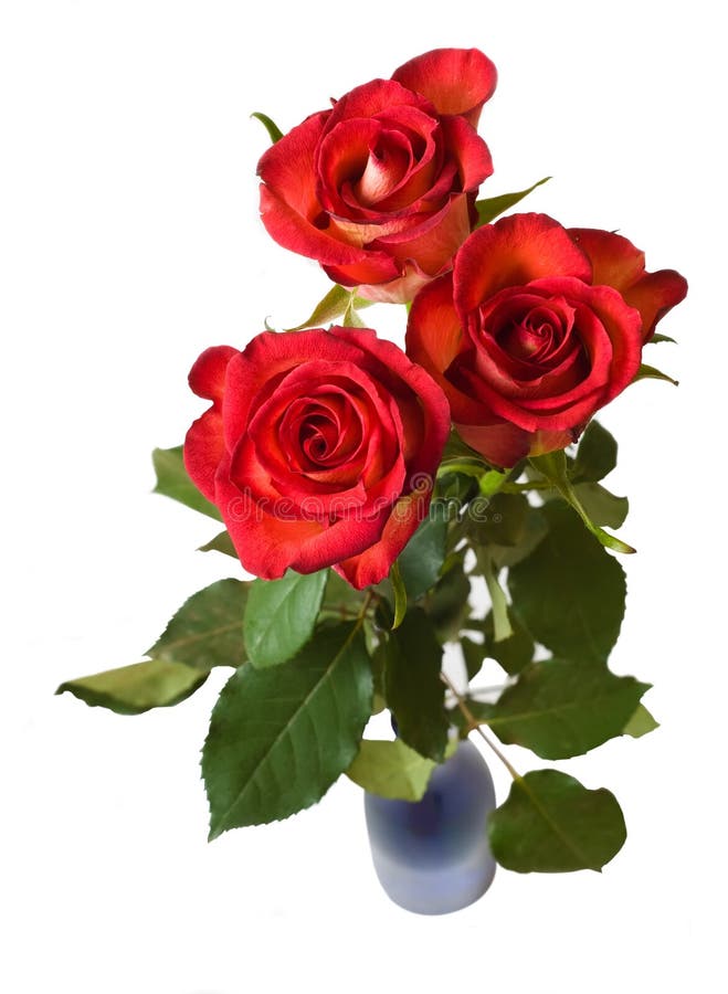 8+ Three red roses vase Free Stock Photos - StockFreeImages