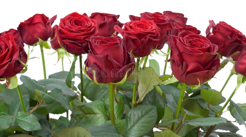 Bunch of red roses stock photo. Image of dark, celebration - 12663980