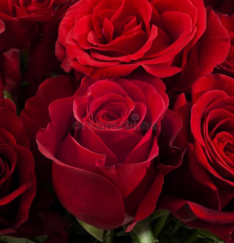 Red roses stock image. Image of delicate, concept, romantic - 23419899