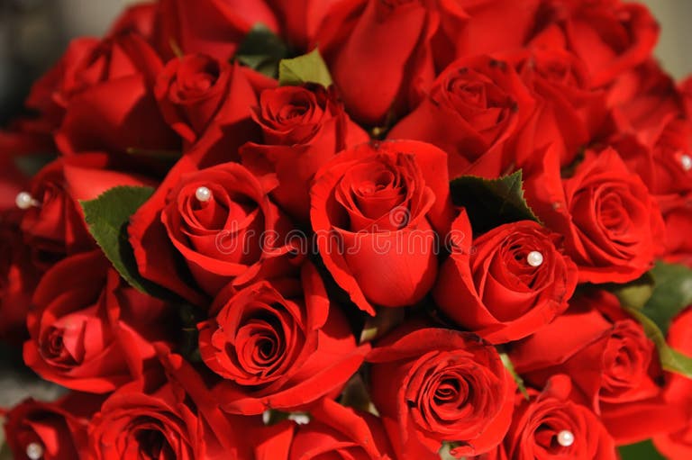 2,544 Garden Red Roses Border Stock Photos - Free & Royalty-Free Stock ...