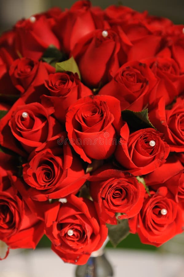 Red roses stock image. Image of evening, emotion, flora - 6139613